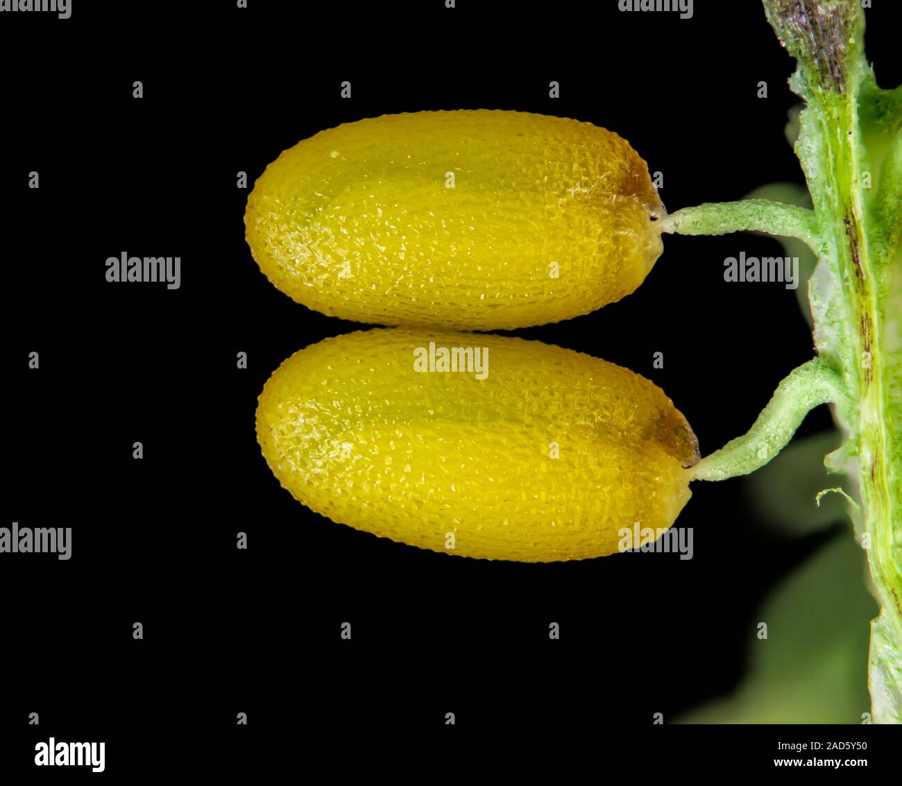 Light micrograph of two ripened, yellow seed grains of Shepherd`s-purse ...