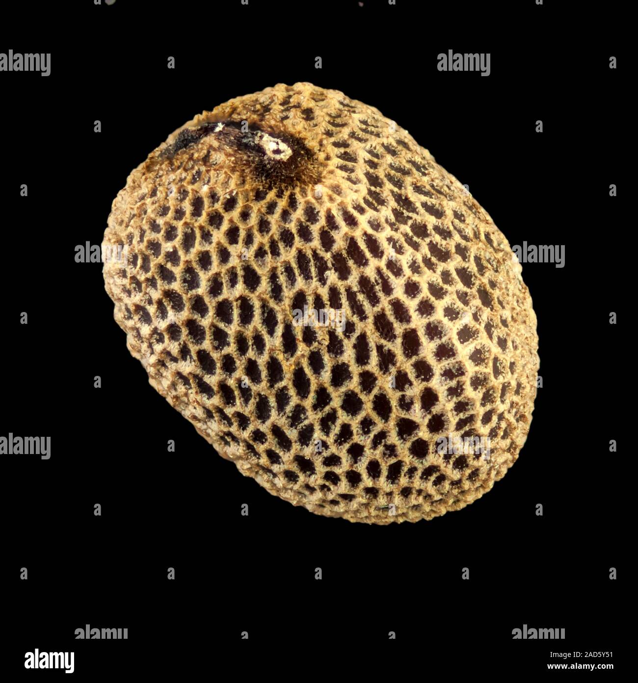 Light micrograph of a seed grain of Cranesbill, Geranium dissectum ...