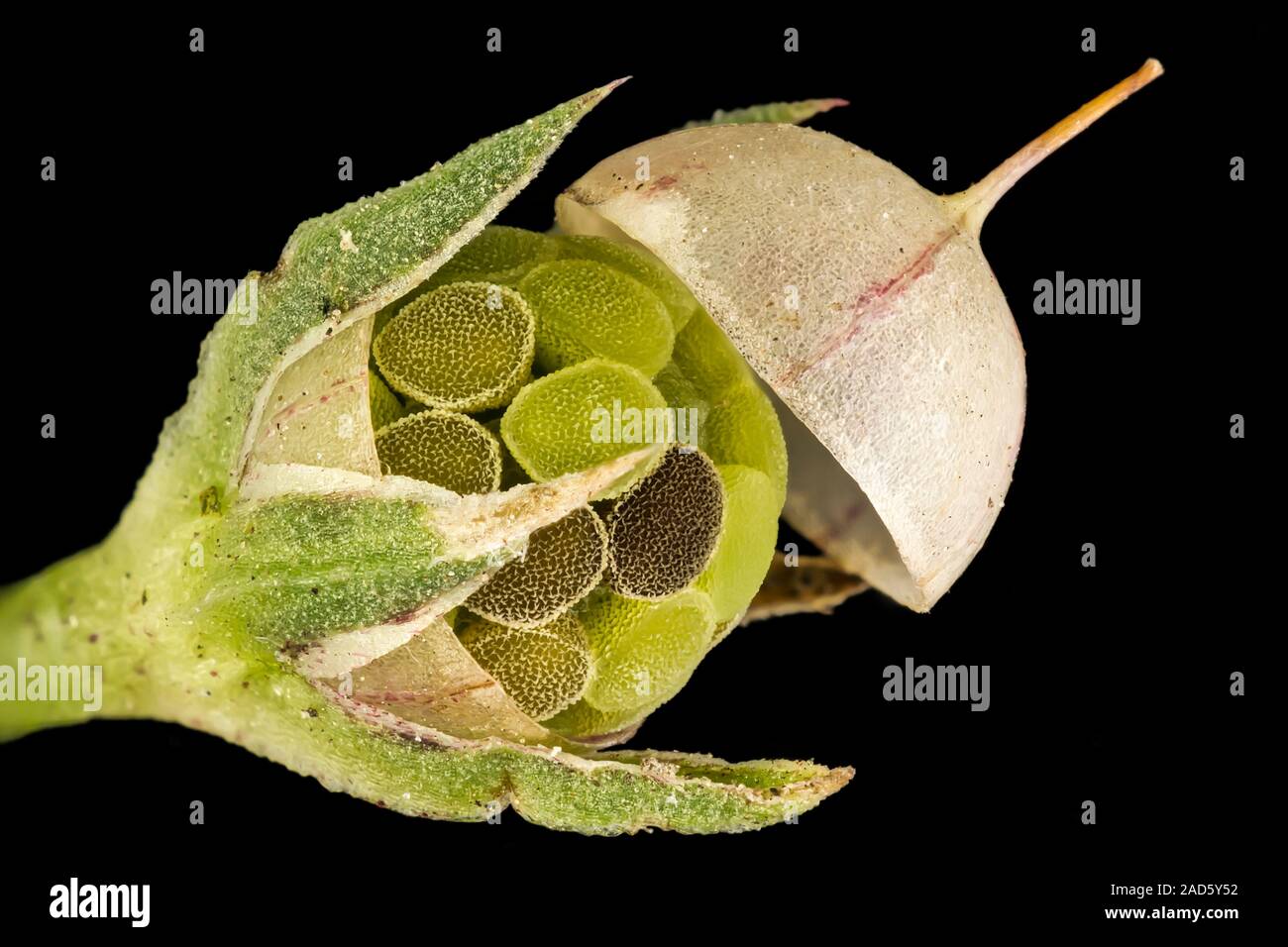 Light micrograph of an unripe seed capsule of the scarlet pimpernel ...