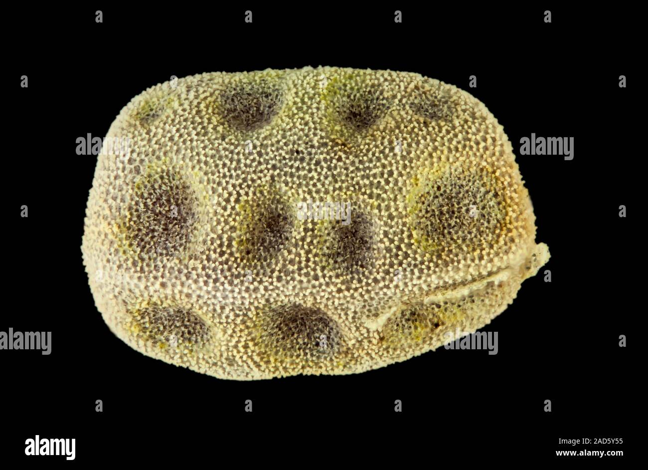 Light micrograph of an unripe seed grain of Annual Mercury, Mercurialis ...