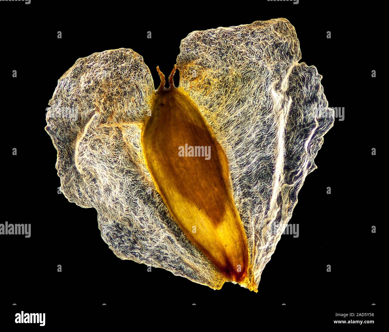 Light micrograph of a seed grain of silver birch, betula pendula. The ...