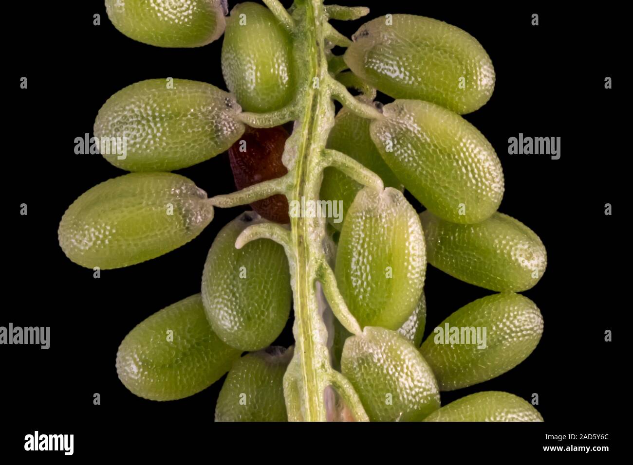 Light micrograph of unripe, green seed grains of Shepherd`s-purse ...
