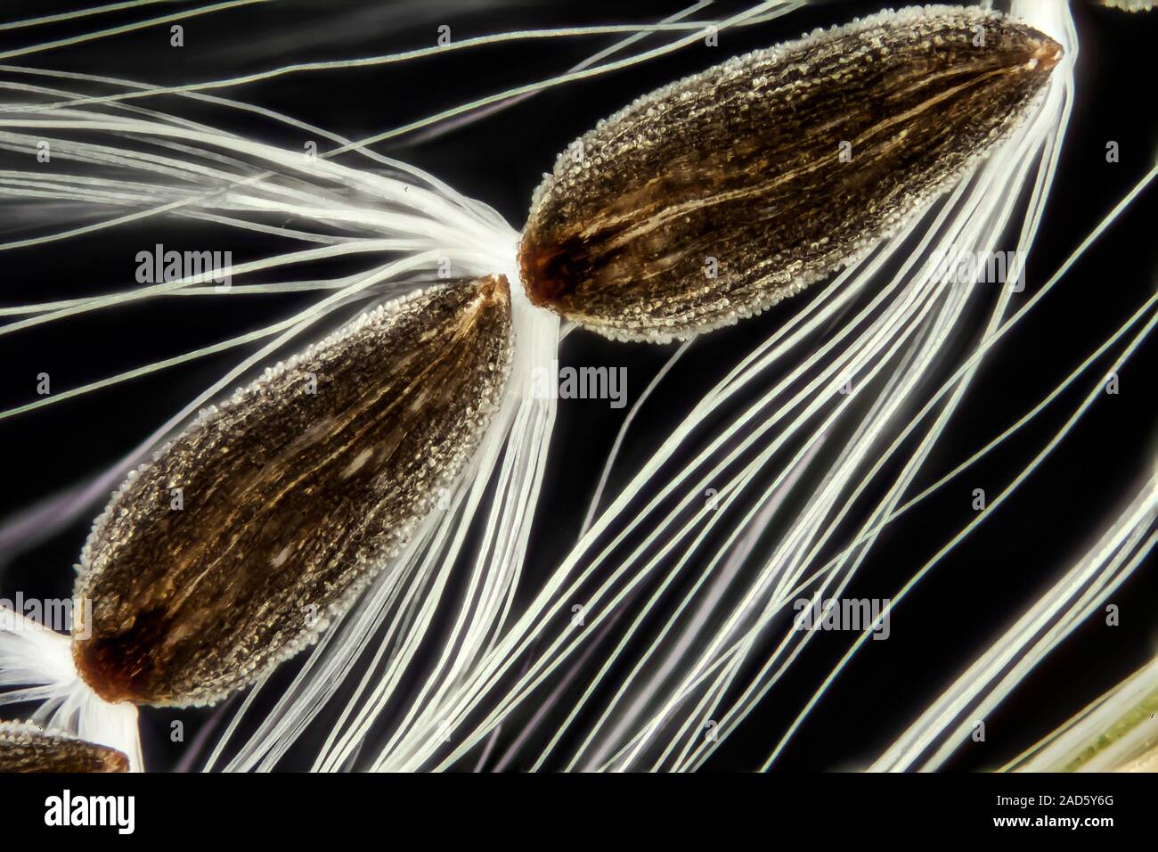Light micrograph of an opened seed pod of Rosebay willowherb, Epilobium ...
