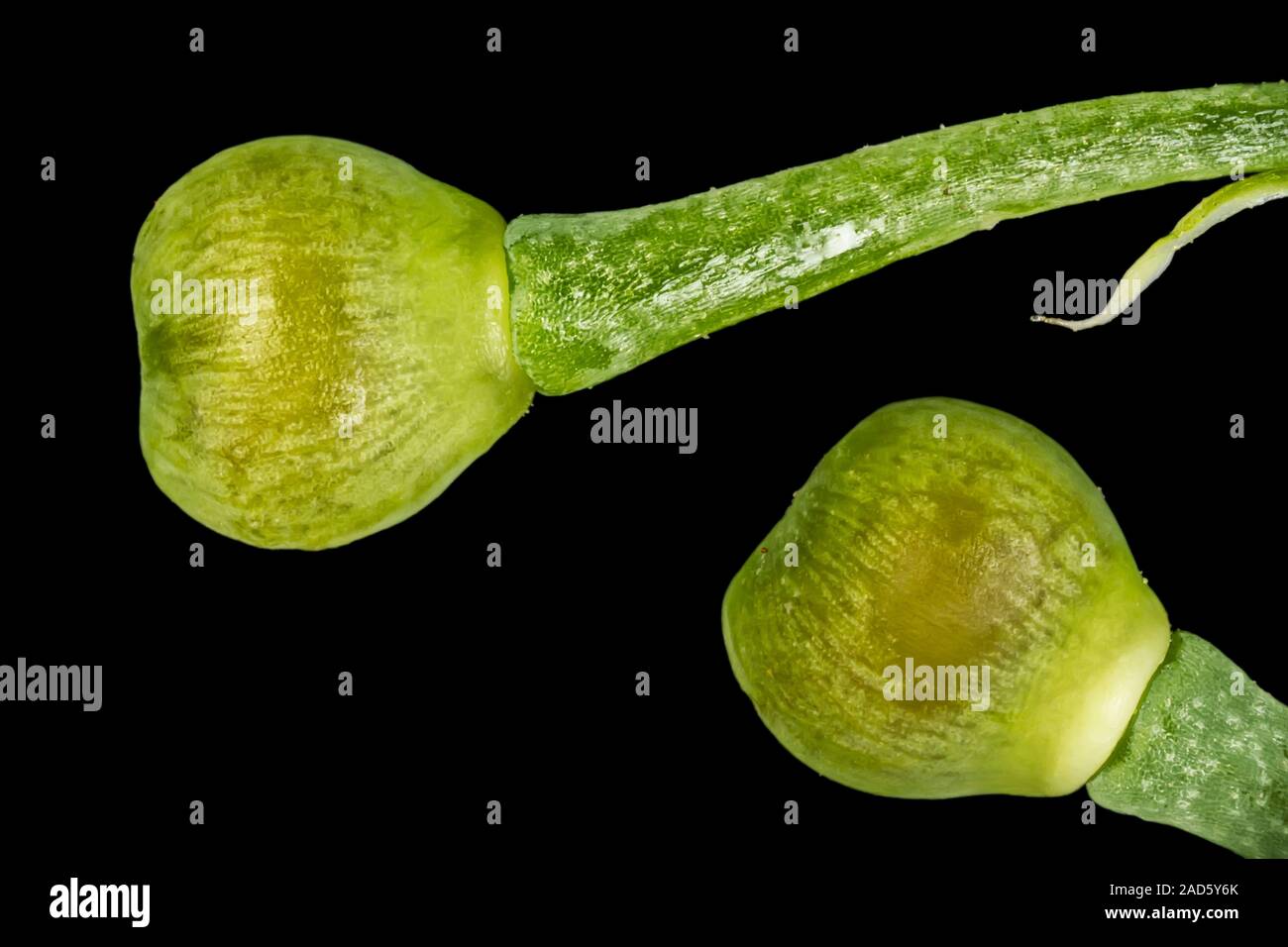 Light micrograph of unripe seed grains of Common fumitory, Fumaria ...