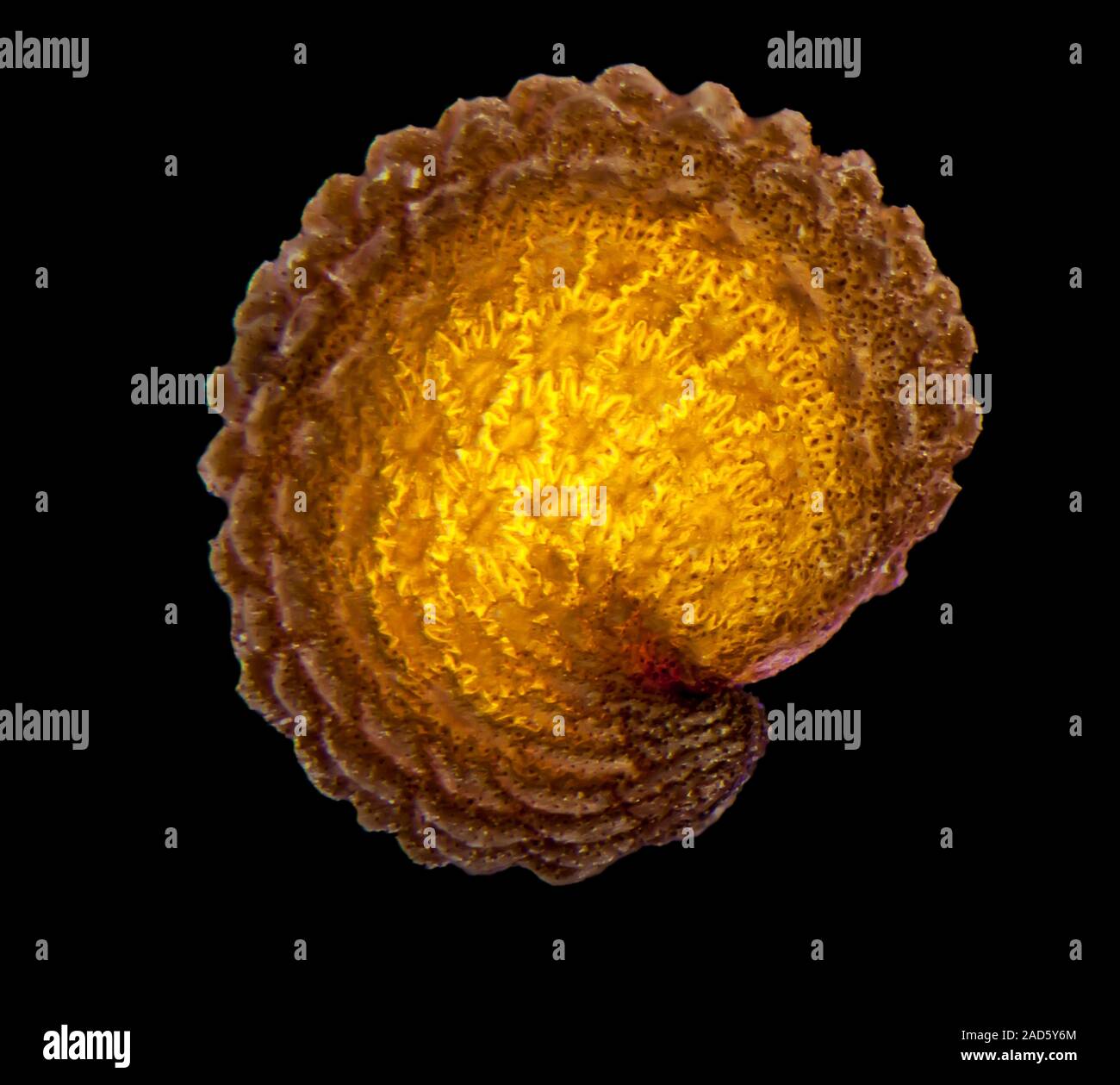 Light micrograph of a seed grain of Common chickweed, Stellaria media ...