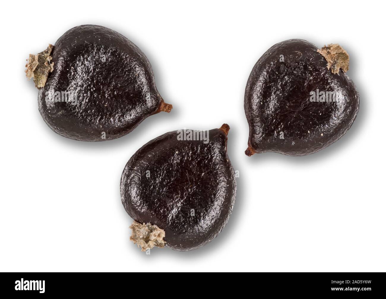 Light micrograph of Redshank seed grains, Polygonum persicaria, taken ...