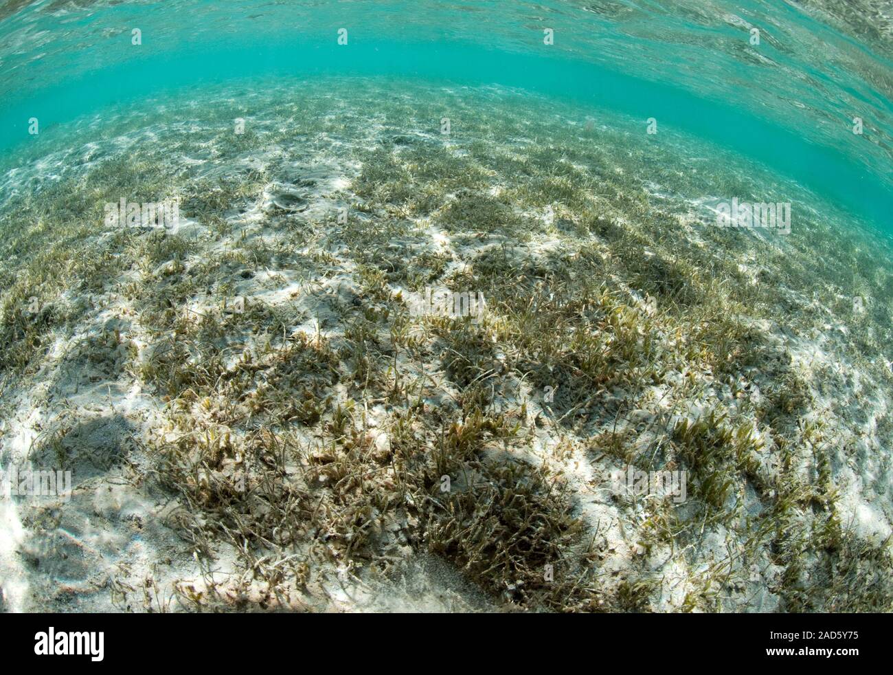 Mixed seagrass meadow in shallow coastal waters. This is an important ...