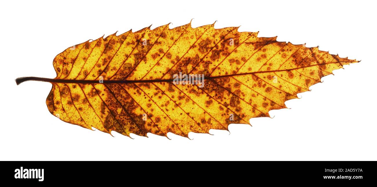 Leaf decay. Fallen leaf that is decaying as it decomposes ...