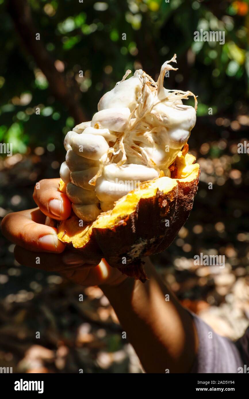 Cocoa pod split open to reveal the white pulp and seeds. This is the ...