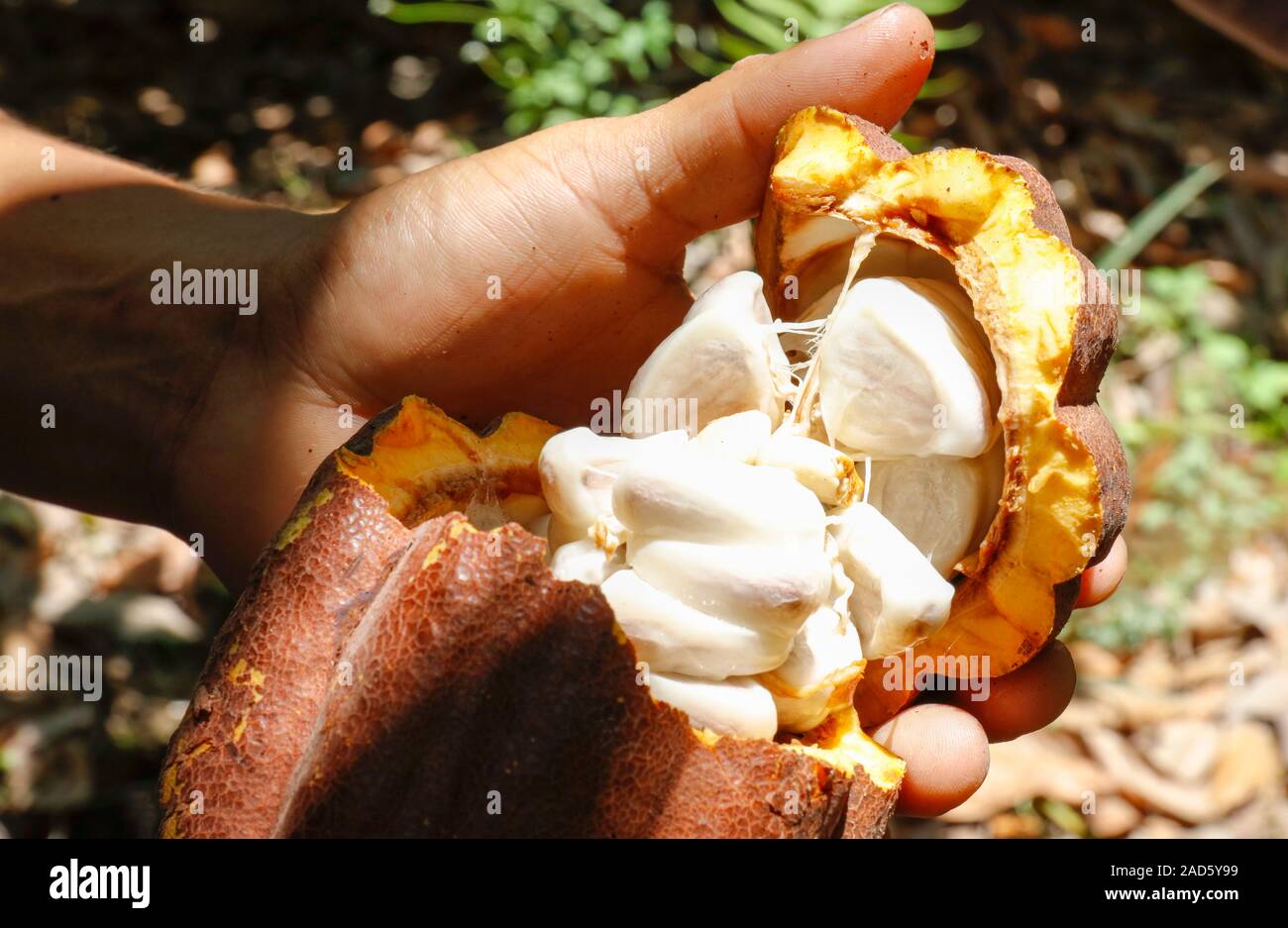 Cocoa pod split open to reveal the white pulp and seeds. This is the ...