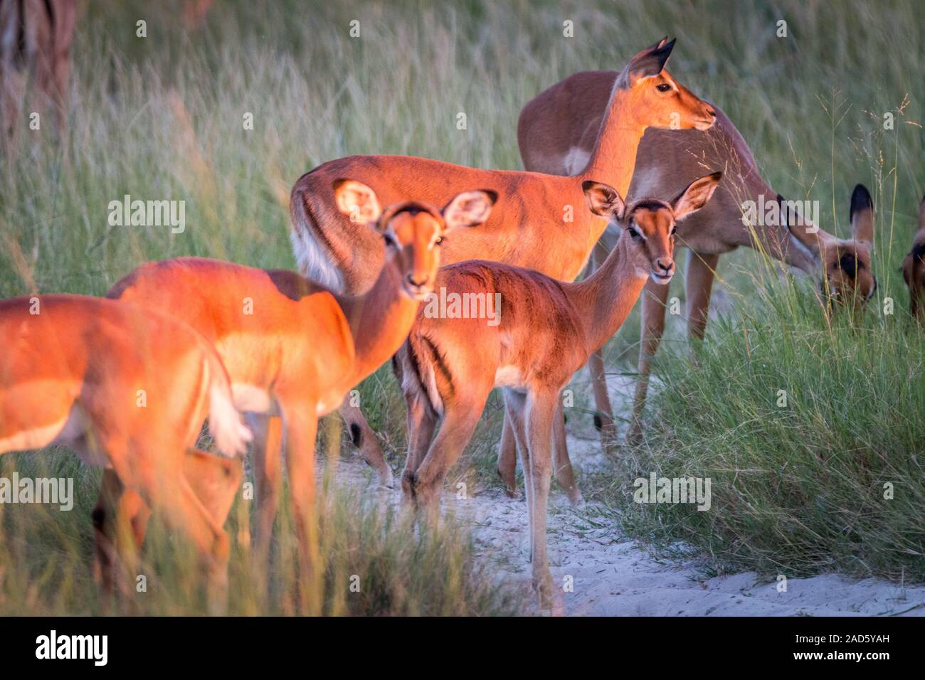Impala On The Road High Resolution Stock Photography and Images - Alamy
