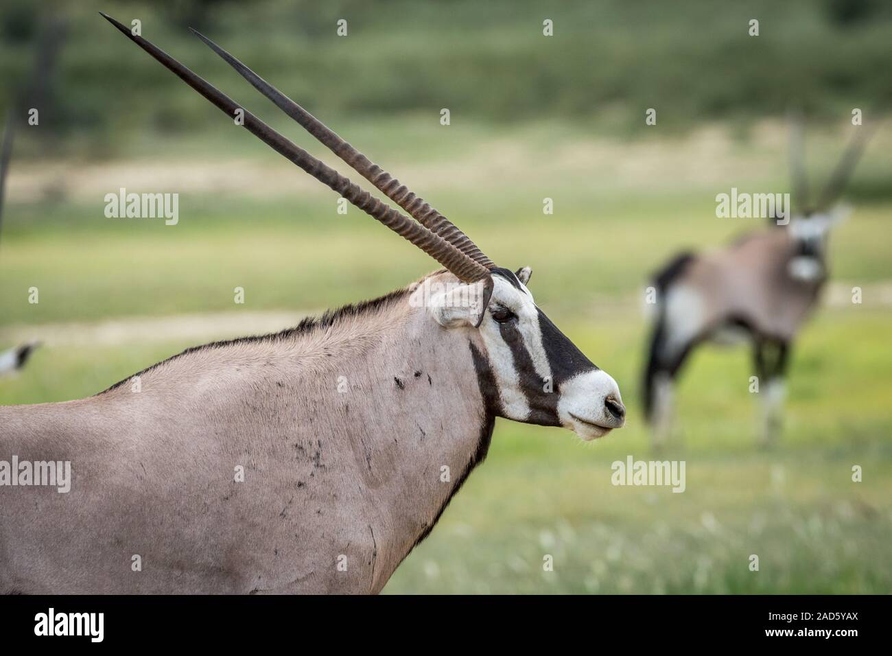 Side profile of a Gemsbok in Kalagadi Stock Photo - Alamy