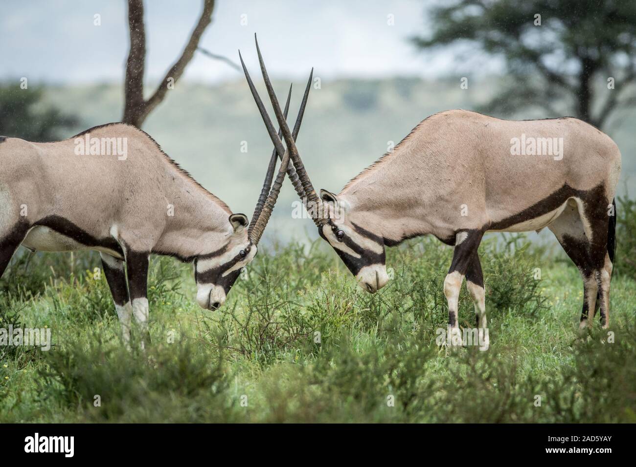 Gemsbok fighting hi-res stock photography and images - Alamy
