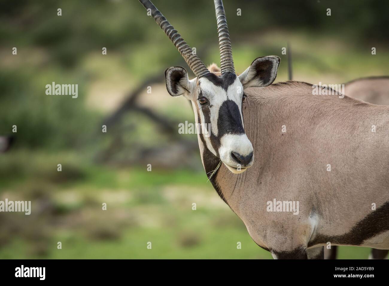Side profile of a Gemsbok in Kalagadi Stock Photo - Alamy