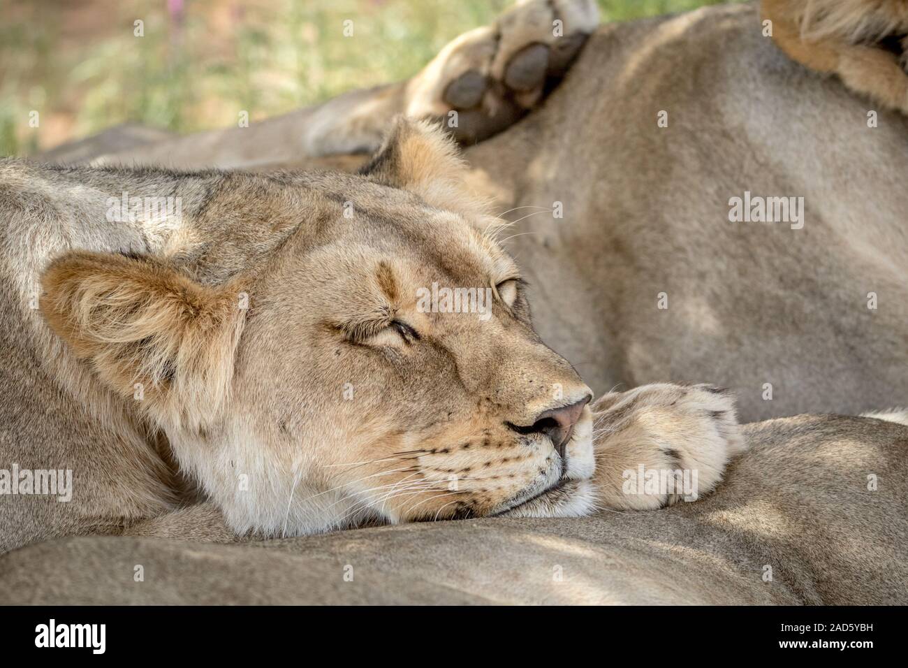 Lion resting on another Lion in the Kalagadi Stock Photo - Alamy