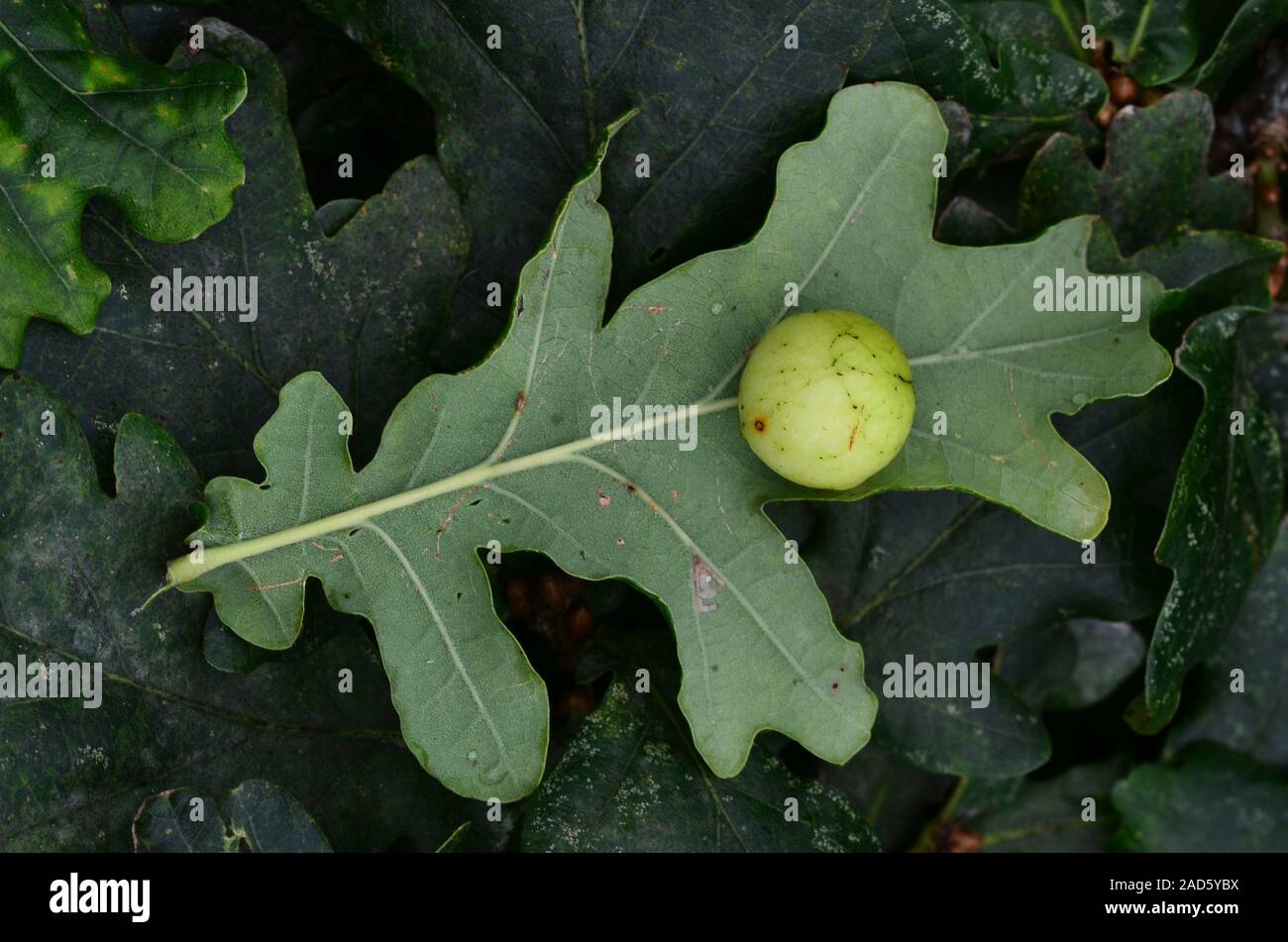Cherry gall caused by the gall wasp (Cynips quercusfolii) on the ...