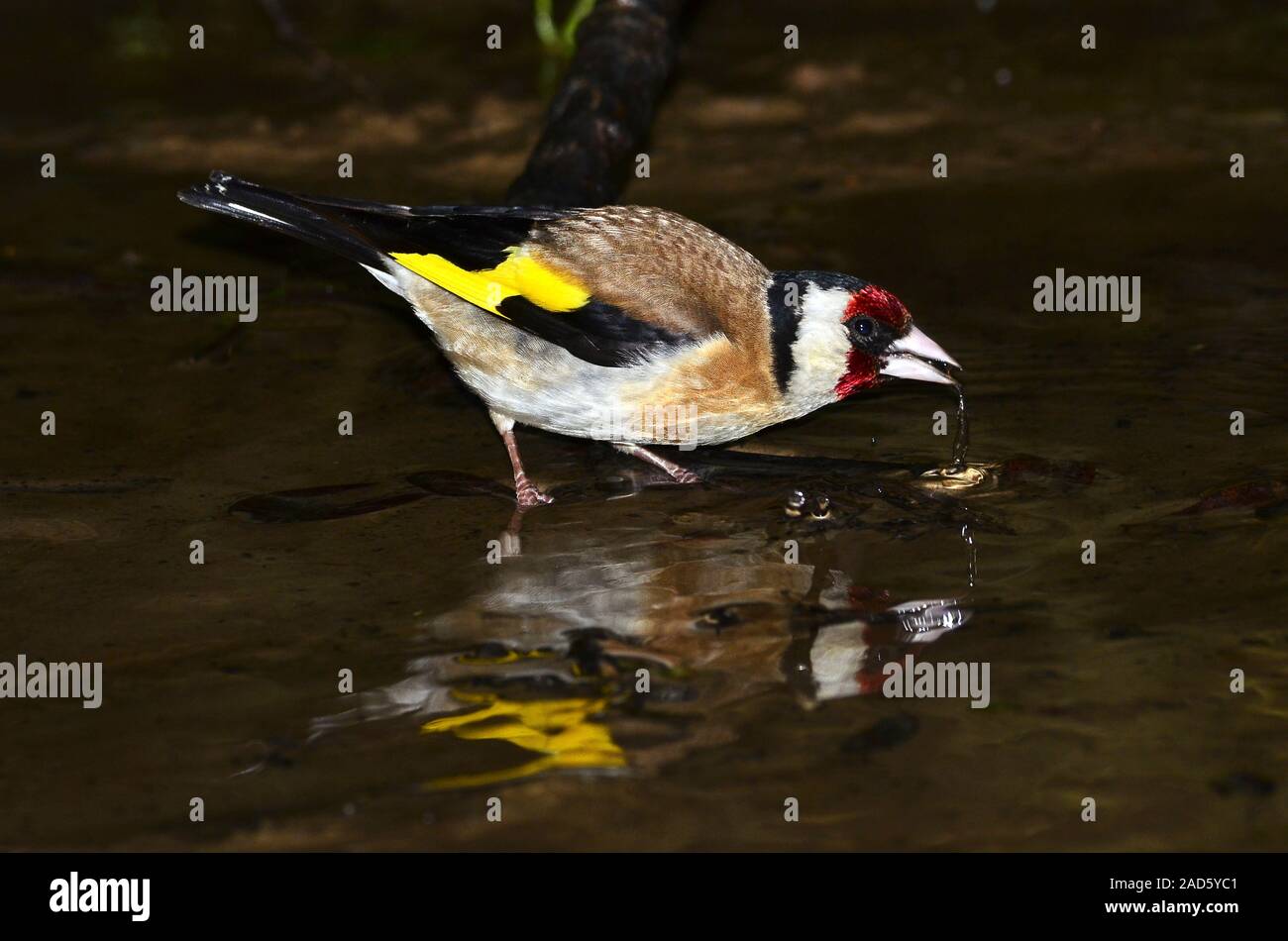 European goldfinch (Carduelis carduelis) drinking from a stream. This ...