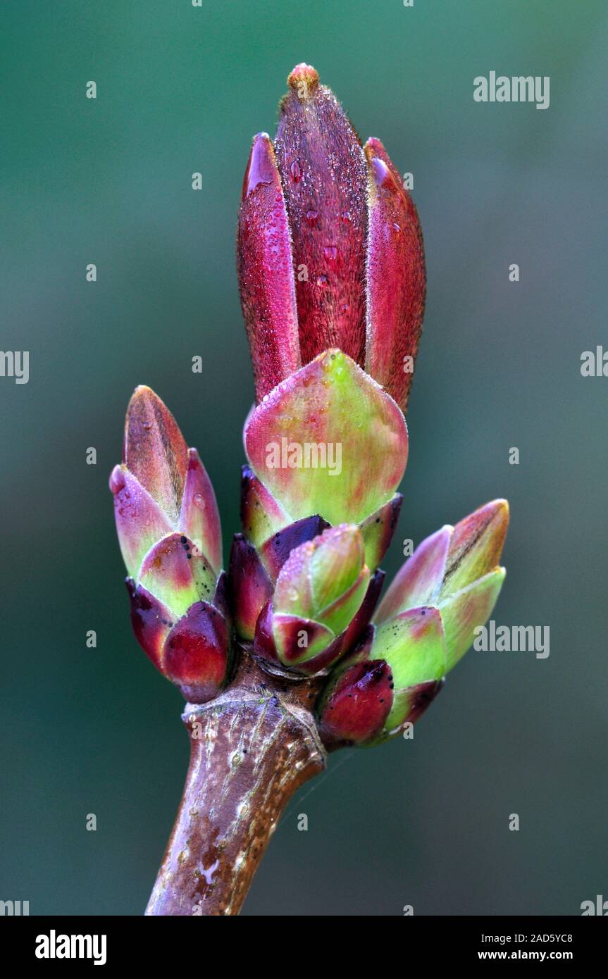 Leaf bud of the Norway maple tree (Acer platanoides). Photographed in ...