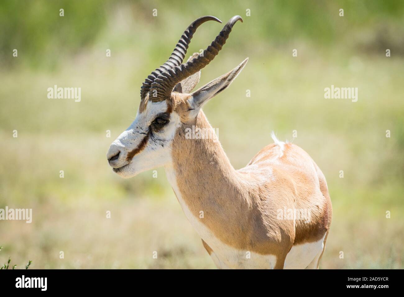 Close up of a Springbok in the Kalagadi Stock Photo - Alamy