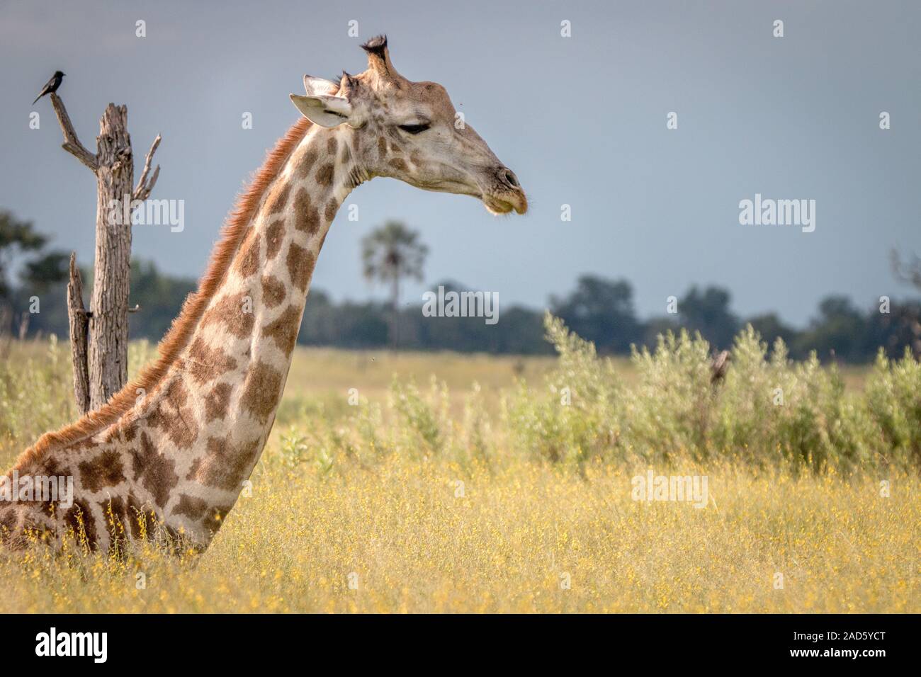 Sitting giraffe hi-res stock photography and images - Alamy