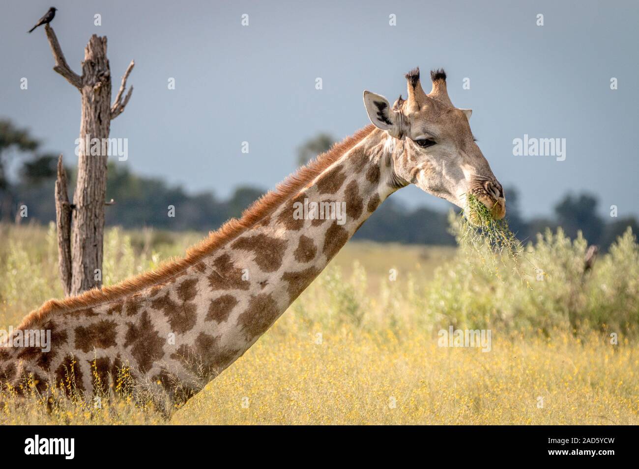 Giraffe in grass hi-res stock photography and images - Alamy