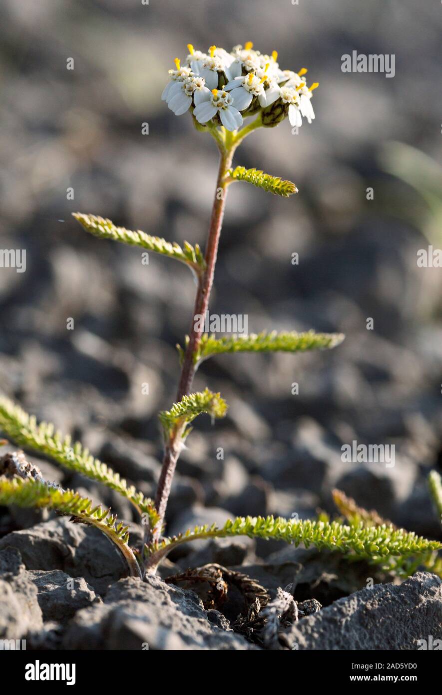 Common yarrow (Achillea millefolium) in flower on limestone barrens ...