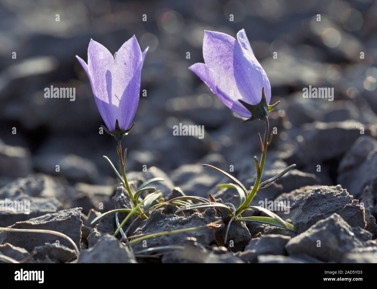 Harebell (Campanula rotundifolia) in flower on limestone barrens ...