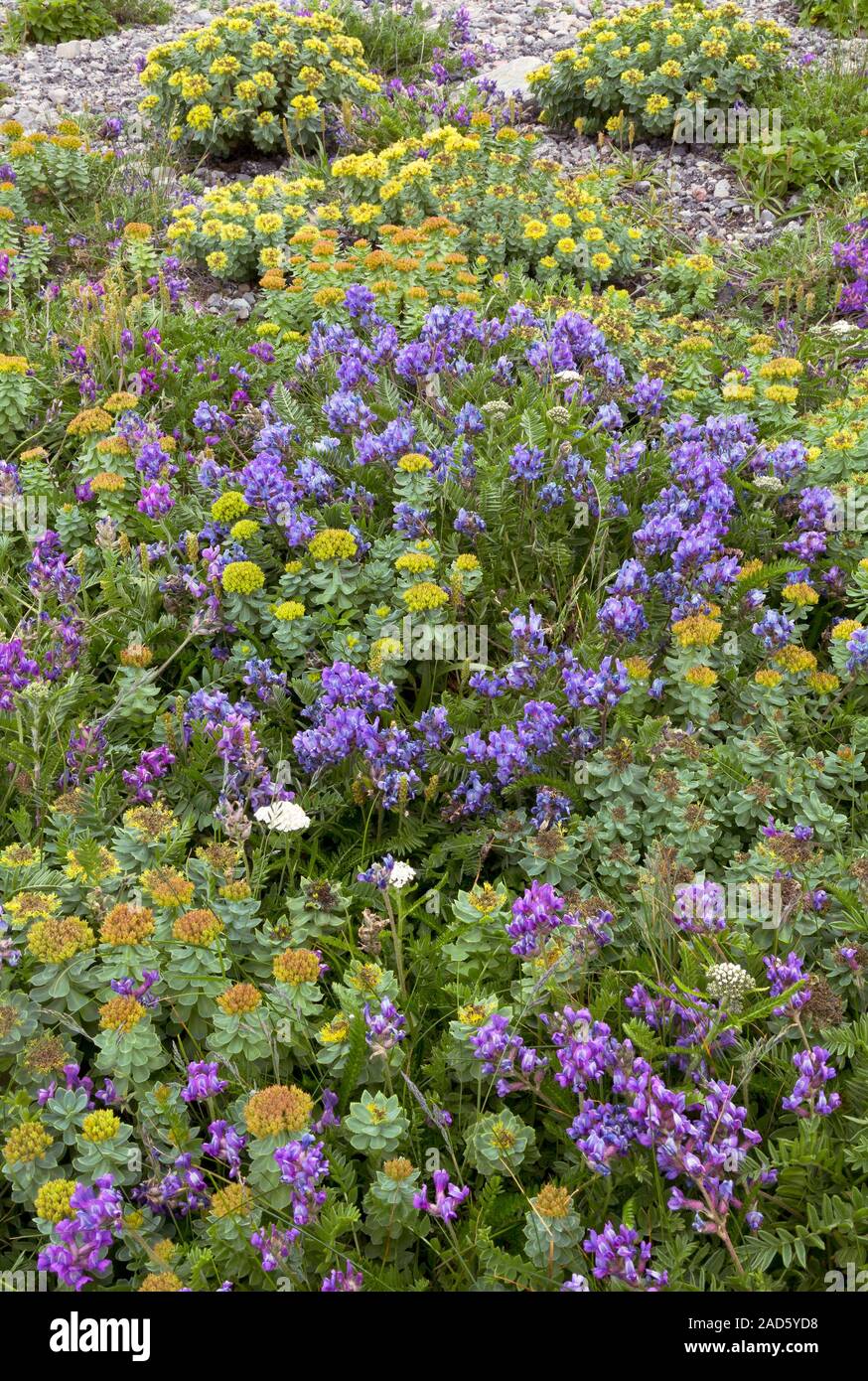 Roseroot (Rhodiola rosea, yellow) and St John River oxytrope (Oxytropis ...