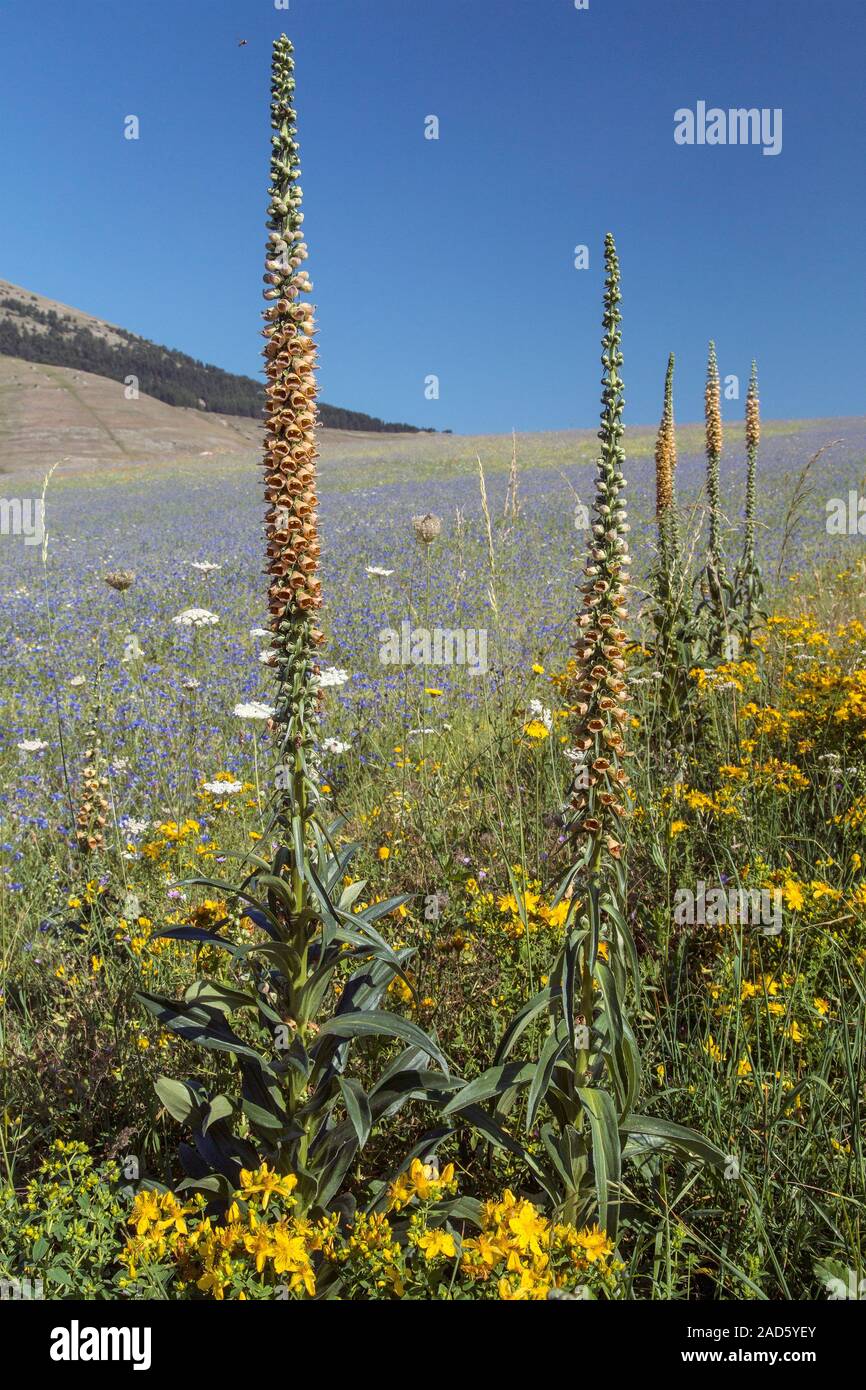 Rusty foxglove (Digitalis ferruginea, tall) in flower amongst other ...