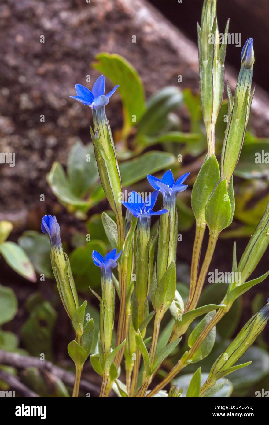 Snow gentian (Gentiana nivalis) in flower. Photographed in the Alps ...