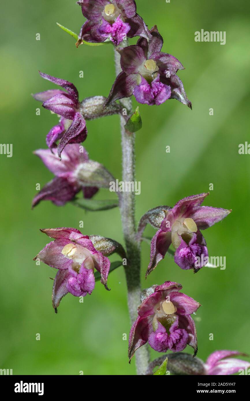 Dark-red helleborine (Epipactis atrorubens) in flower Stock Photo - Alamy