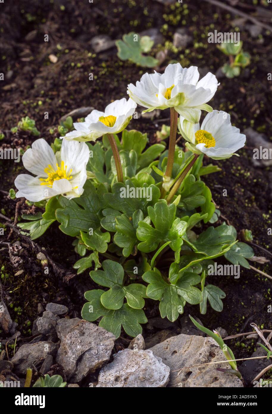 Alpine buttercup (Ranunculus alpestris) in flower at high altitude ...