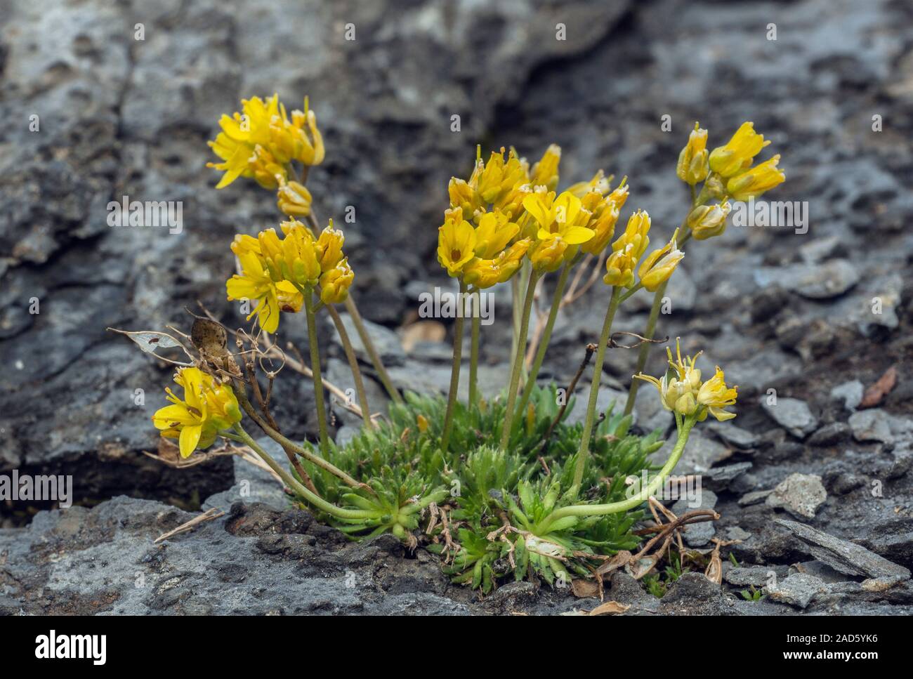 Yellow whitlowgrass (Draba aizoides) in flower on rocks at high ...