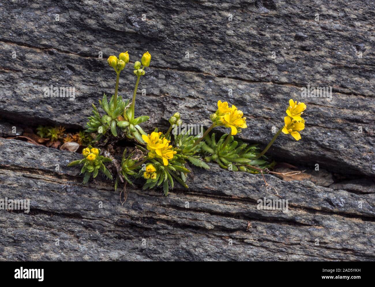 Yellow whitlow-grass (Draba aizoides) in flower on high-altitude ...