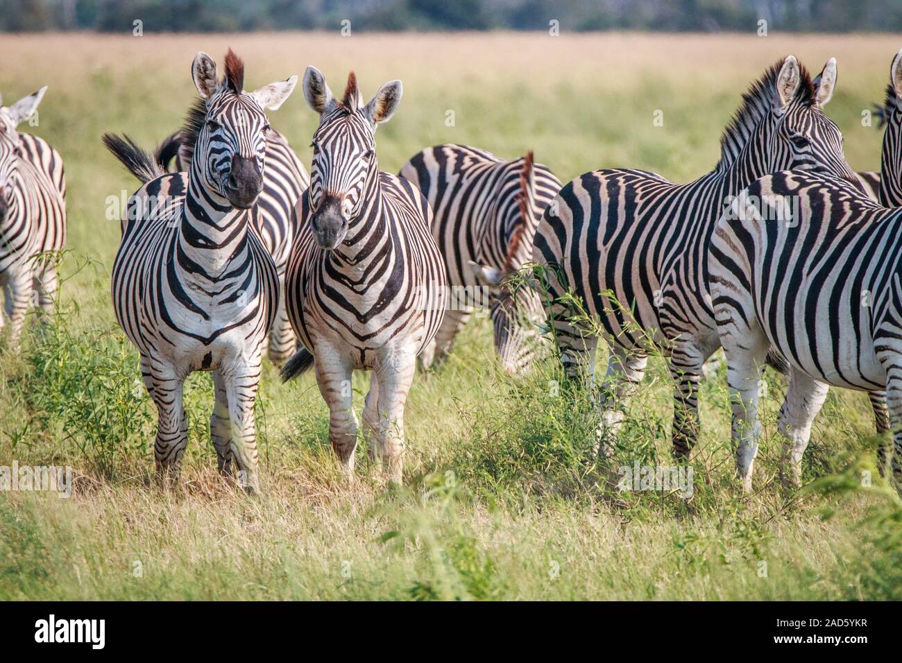 Zebras looking at camera hi-res stock photography and images - Alamy