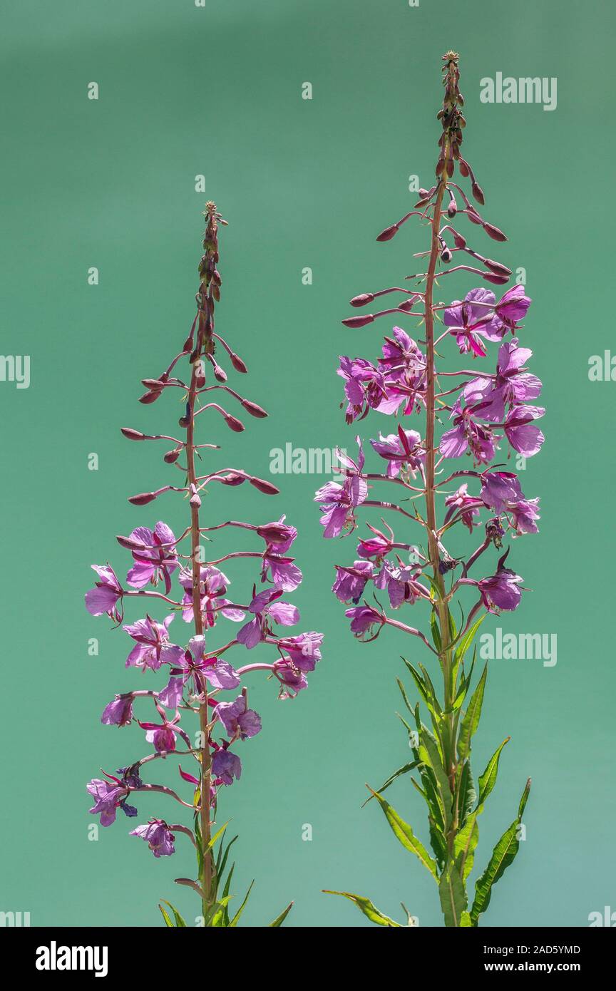 Fireweed (Chamerion angustifolium) in flower Stock Photo - Alamy