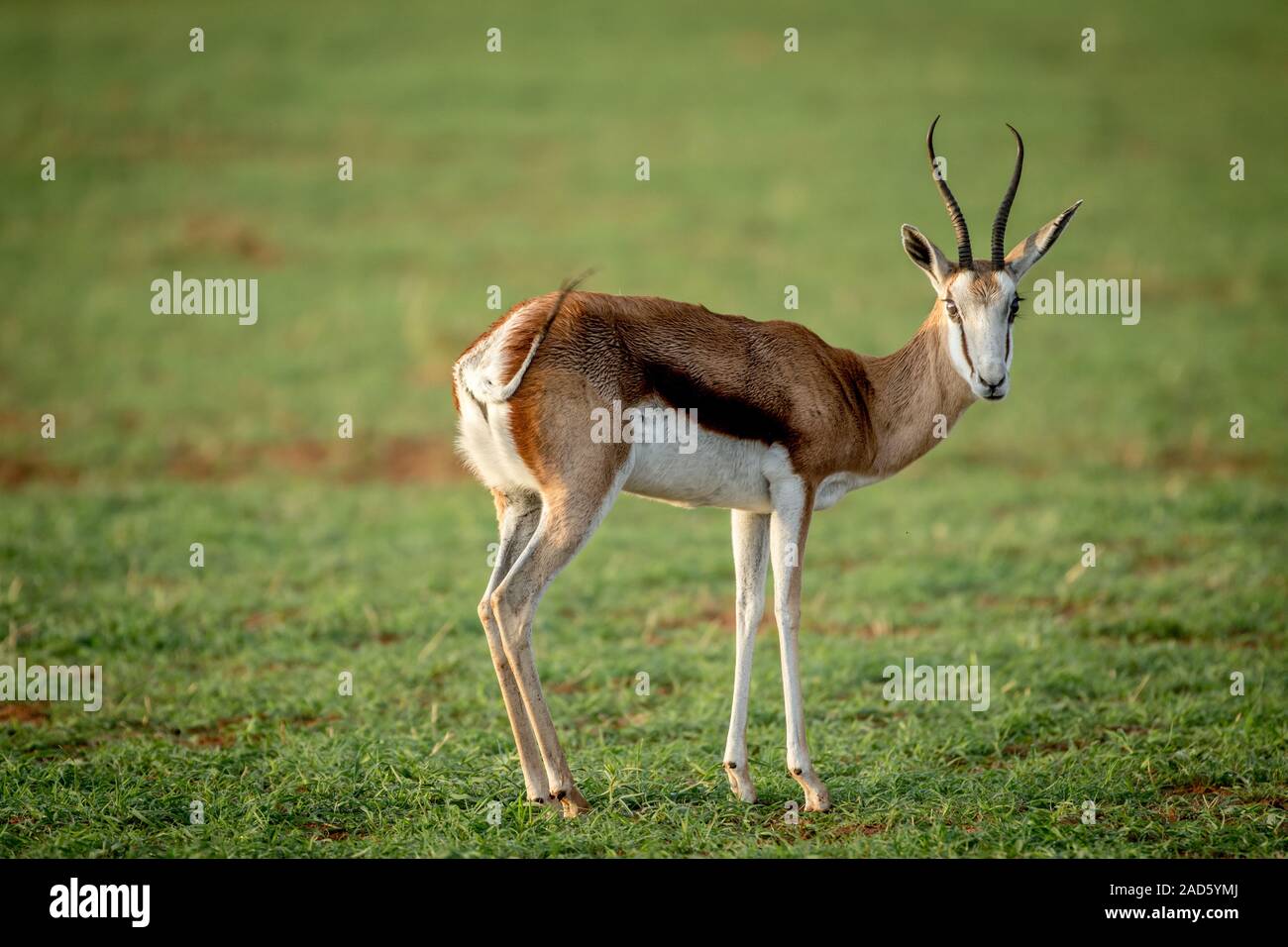 Springbok standing in the grass Stock Photo - Alamy