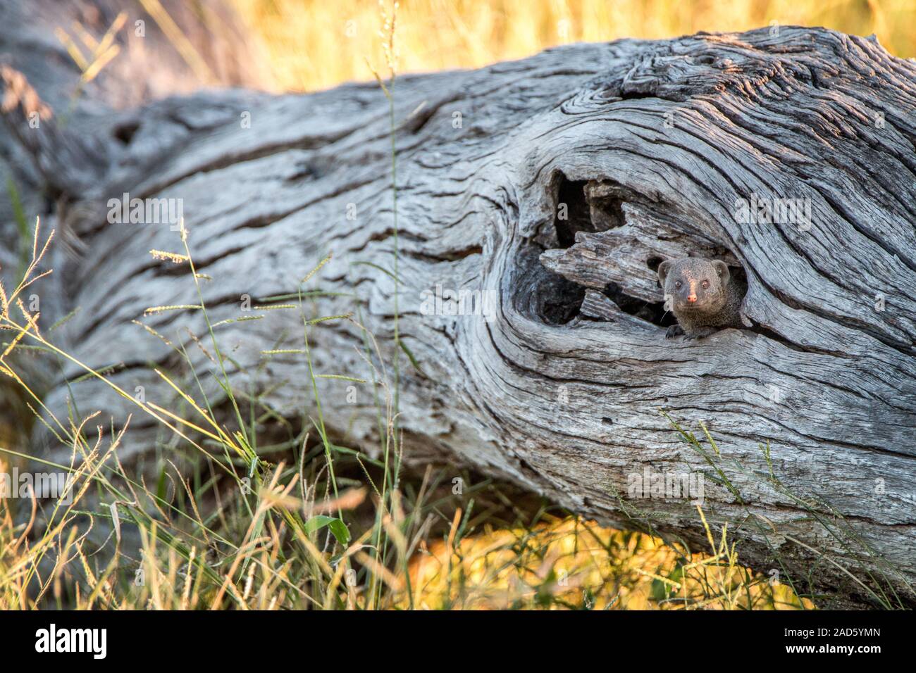 Mongoose tree hi-res stock photography and images - Alamy