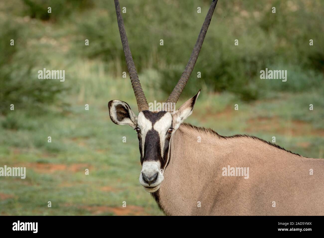 Gemsbok nationa hi-res stock photography and images - Alamy