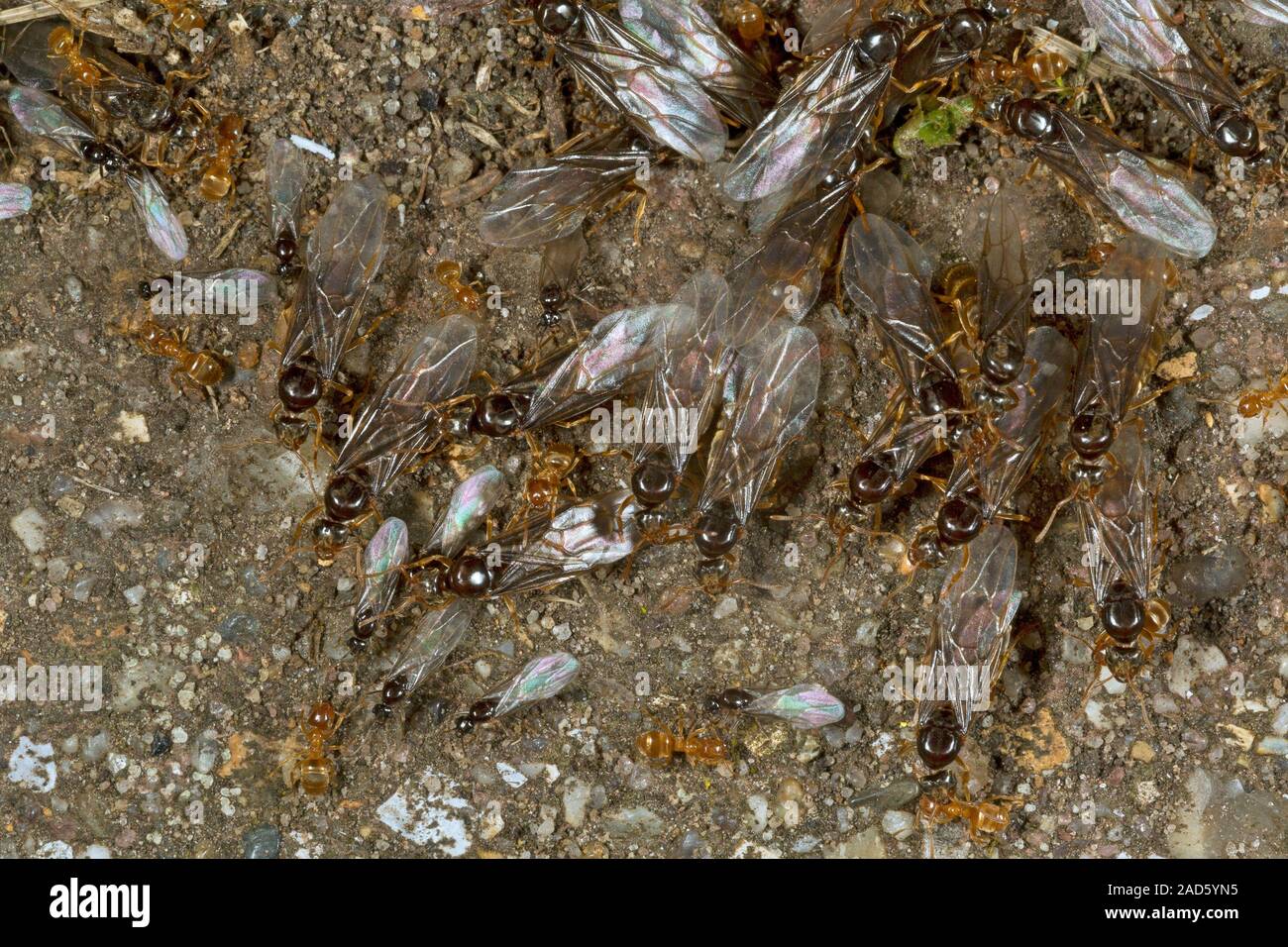 Red ants (Myrmica rubra). Winged male and wingless female worker red ...