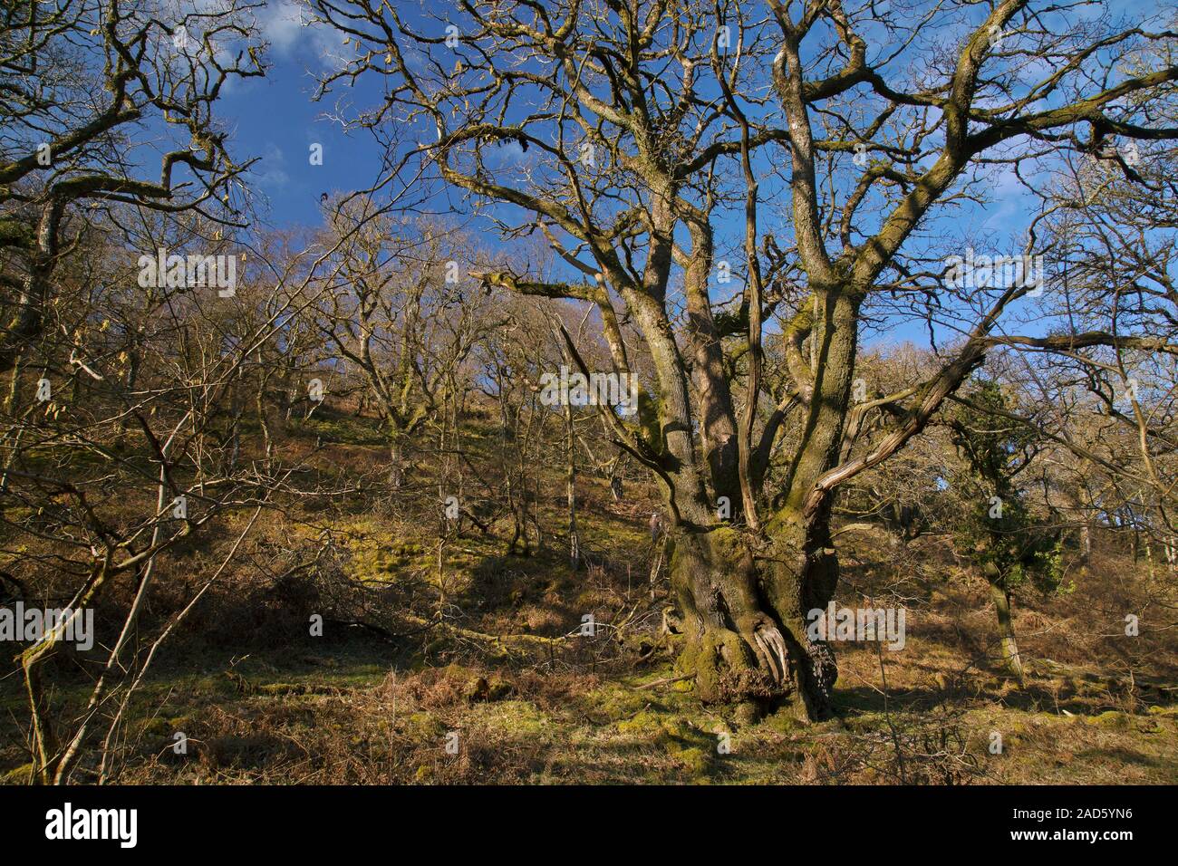 Pollarded sessile oak (Quercus petraea) trees. Ancient pollarded ...