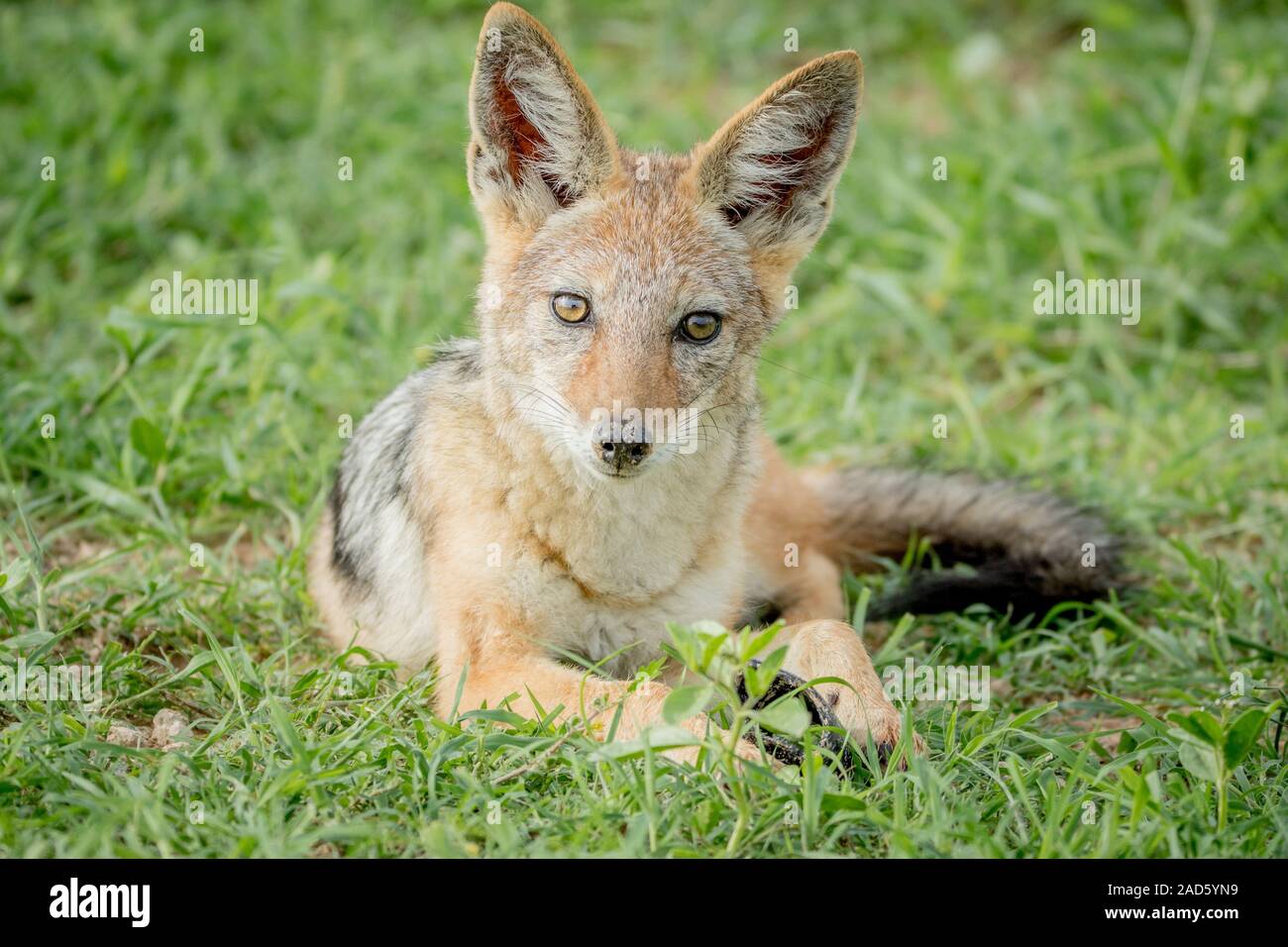 Black-backed jackal starring at the camera Stock Photo - Alamy