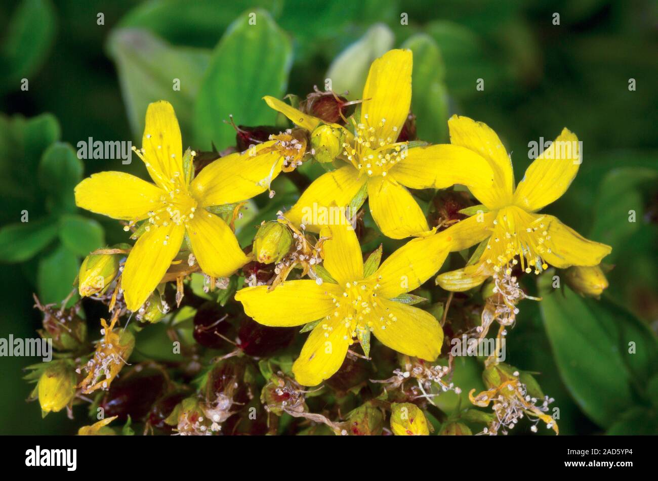 Square-stalked St. John's wort (Hypericum tetrapterum) in flower in ...