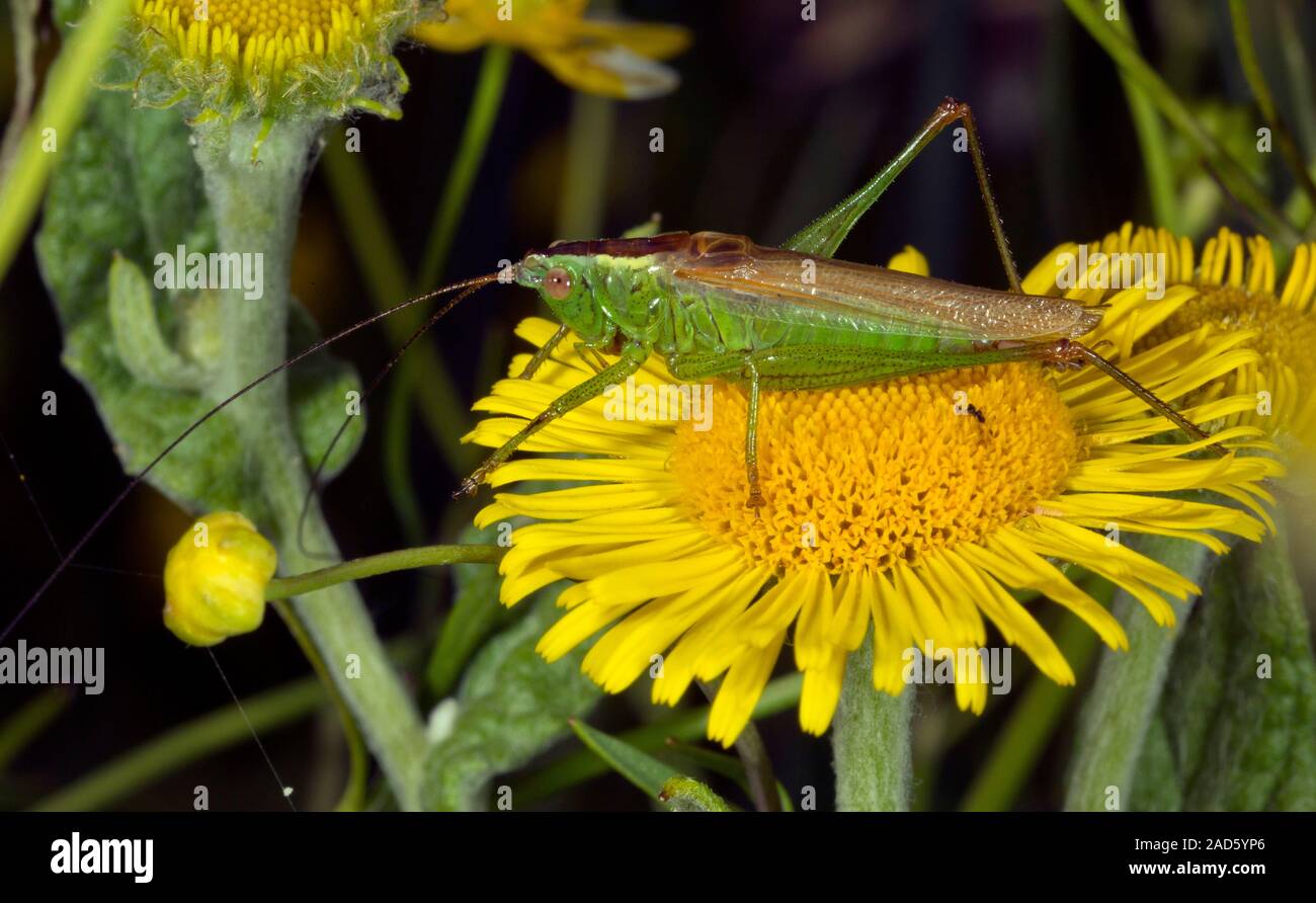 Long-winged conehead (Conocephalus discolor) bush-cricket male on ...
