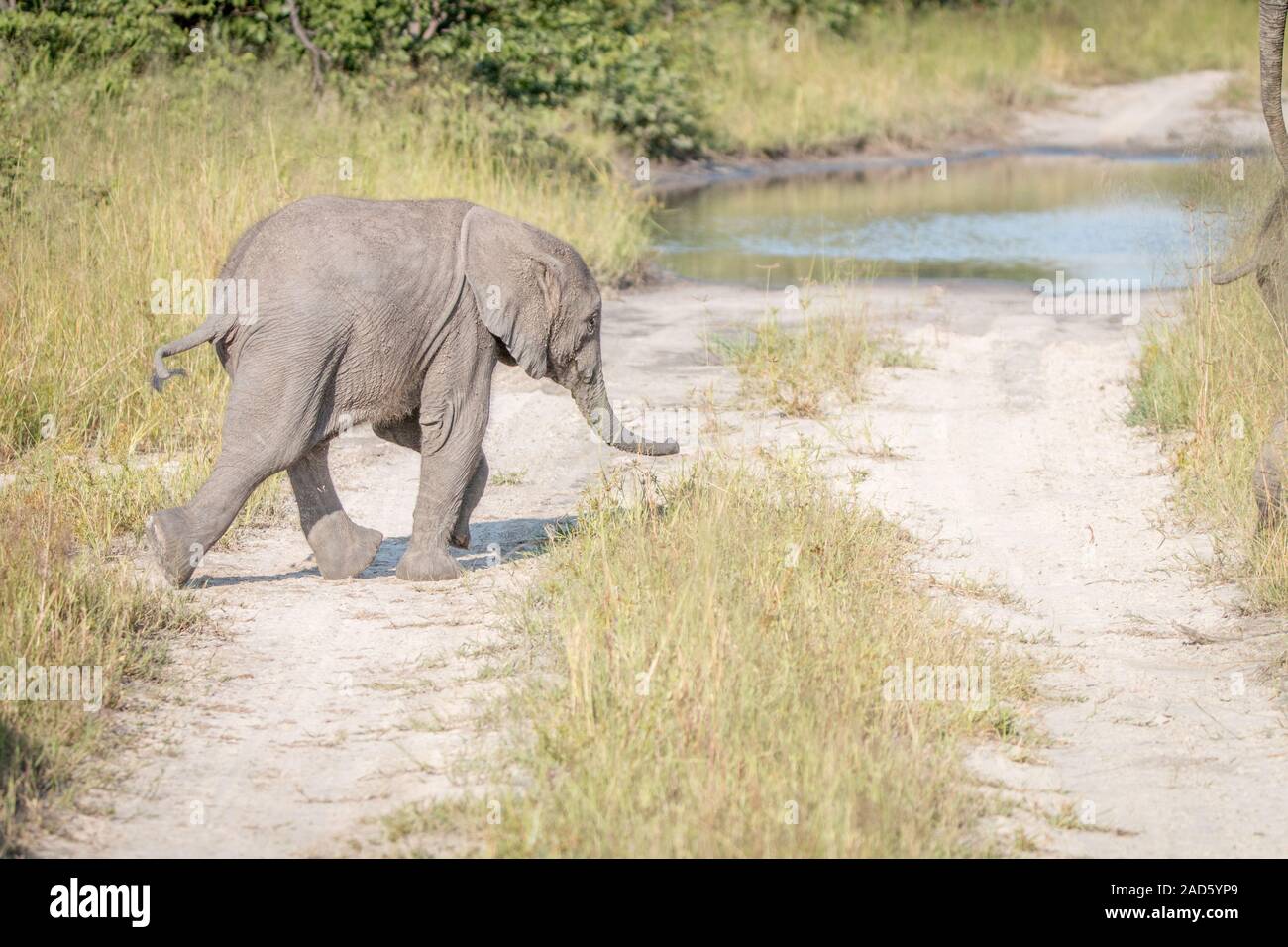 Elephant on safari road hi-res stock photography and images - Alamy