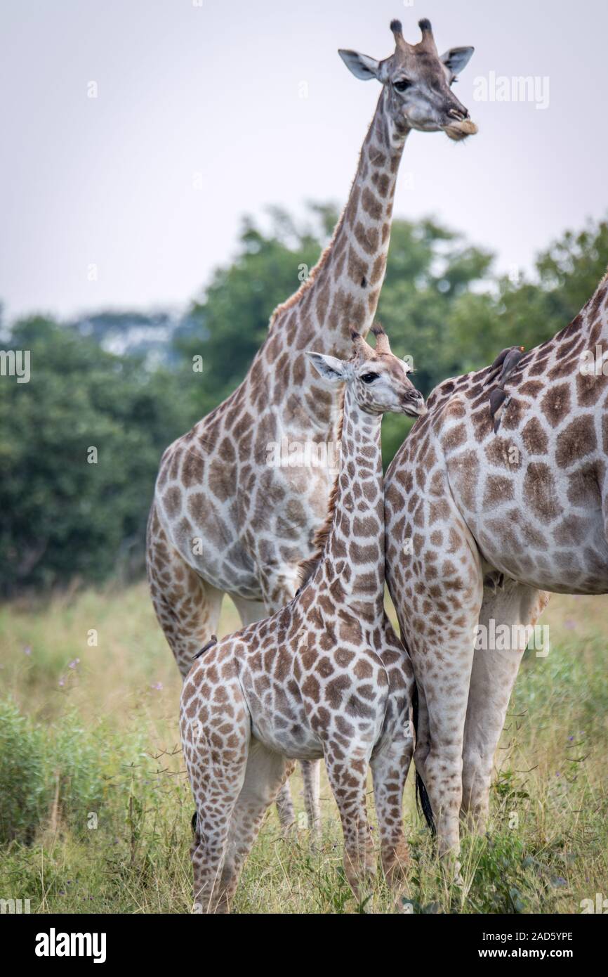 Mother baby giraffe hi-res stock photography and images - Alamy