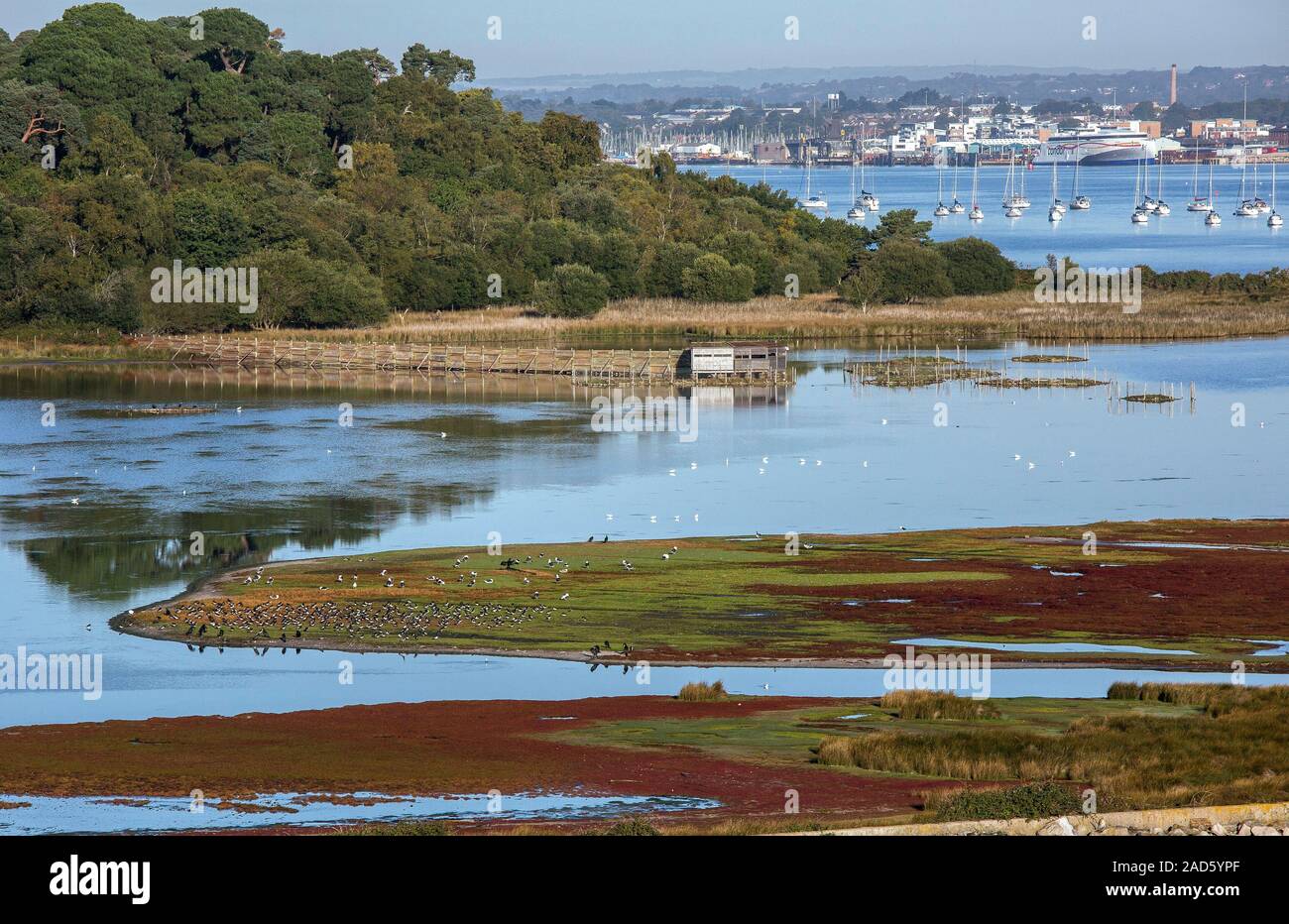 Brownsea Island, View over a lagoon, with sea wall, saltmarsh and ...