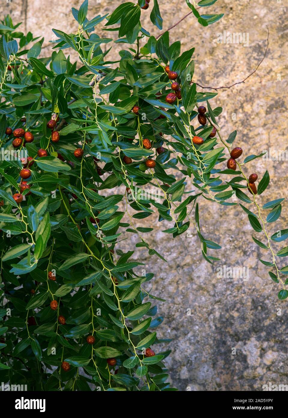 Jujube (Ziziphus jujuba) tree in fruit Stock Photo - Alamy
