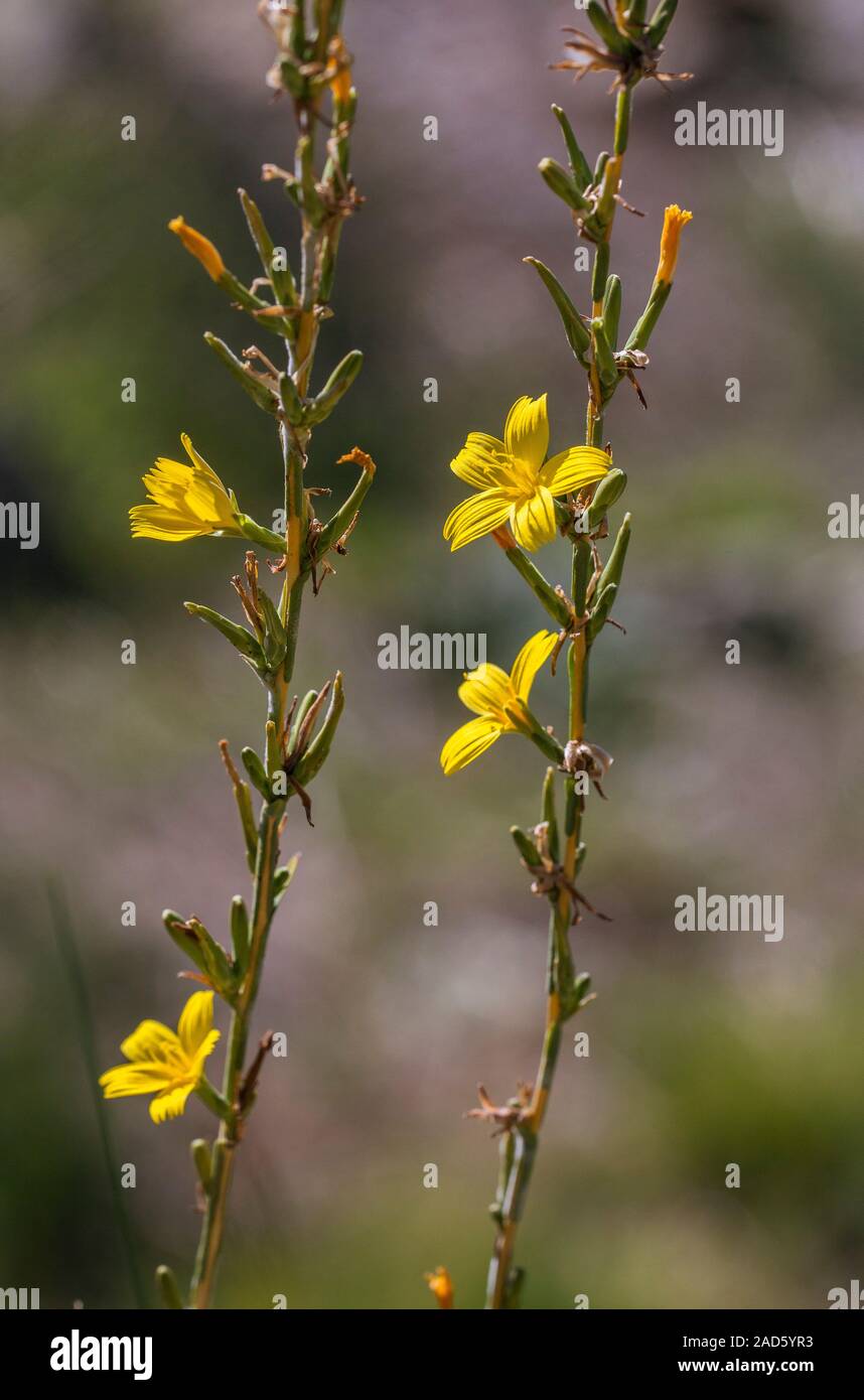 Tall yellow lettuce (Lactuca viminalis) in flower. Photographed in the ...