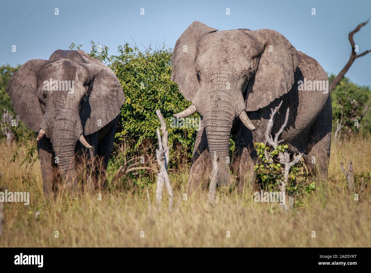 Kruger National Park Elephants Camera High Resolution Stock Photography ...